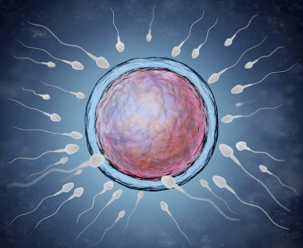 Best Human Sperm Stock Photos, Pictures & Royalty-Free Images - iStock Best Human Sperm Stock Photos, Pictures & Royalty-Free Images - iStock