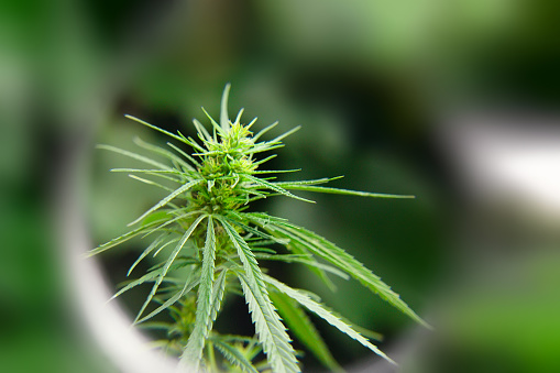 Cannabis Medicinal De La Imagen Con Aceite Del Extracto Del Cdb ... Cannabis Medicinal De La Imagen Con Aceite Del Extracto Del Cdb ...
