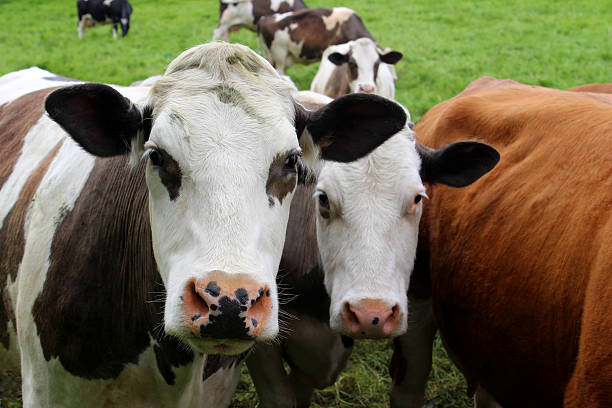 Ayrshire Rind Fotos - Bilder und Stockfotos - iStock Ayrshire Rind Fotos - Bilder und Stockfotos - iStock