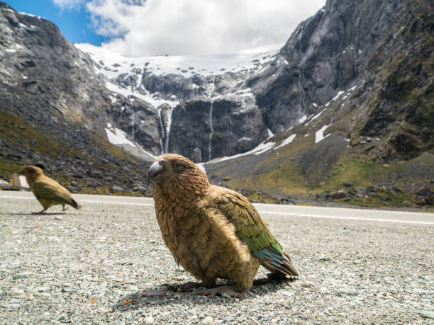 Best Kea Stock Photos, Pictures & Royalty-Free Images - iStock Best Kea Stock Photos, Pictures & Royalty-Free Images - iStock
