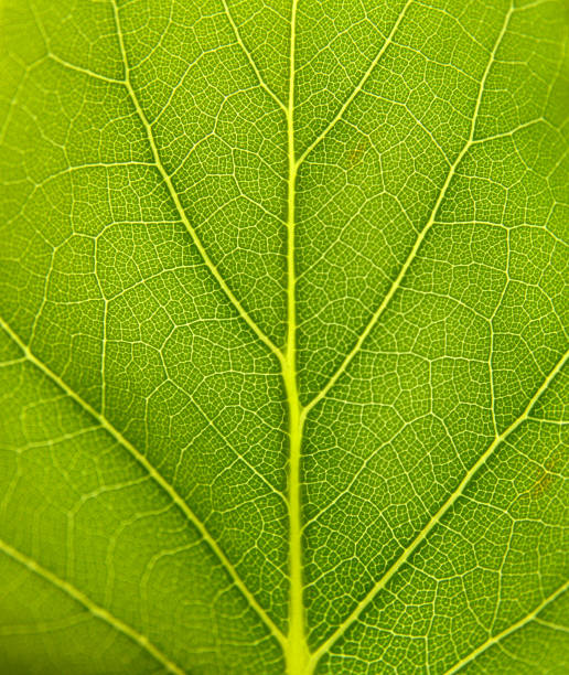 Leaf Veins Close Up Stock Photos, Pictures & Royalty-Free Images - iStock Leaf Veins Close Up Stock Photos, Pictures & Royalty-Free Images - iStock