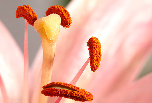 Royalty Free Flower Stigma Pictures, Images and Stock Photos - iStock Royalty Free Flower Stigma Pictures, Images and Stock Photos - iStock