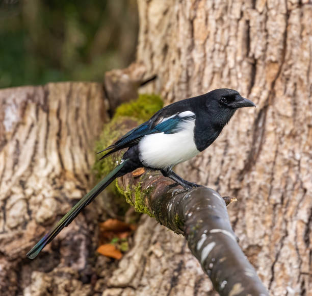 Magpie Ireland Stock Photos, Pictures & Royalty-Free Images - iStock Magpie Ireland Stock Photos, Pictures & Royalty-Free Images - iStock