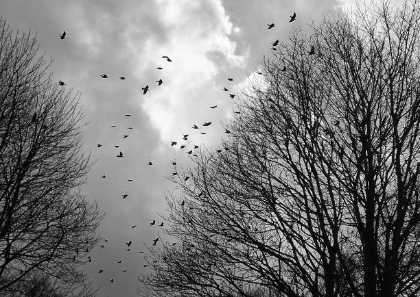 Flock Rooks Stock Photos, Pictures & Royalty-Free Images - iStock Flock Rooks Stock Photos, Pictures & Royalty-Free Images - iStock