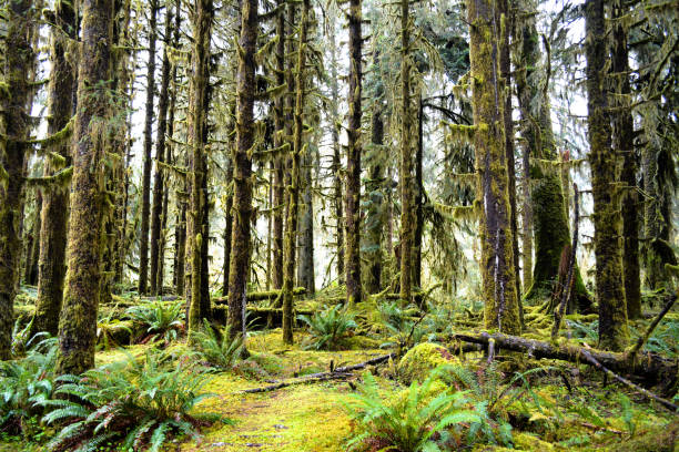 Bosque Lluvioso Del Hoh - Banco de fotos e imágenes de stock - iStock Bosque Lluvioso Del Hoh - Banco de fotos e imágenes de stock - iStock