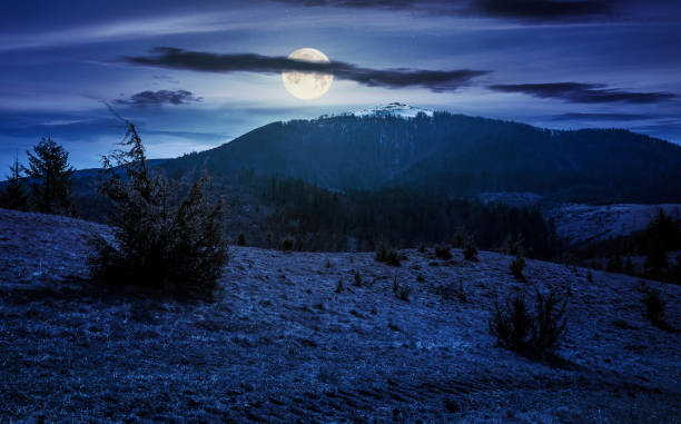 Best Full Moon Shining Above The Trees Stock Photos, Pictures & Royalty ... Best Full Moon Shining Above The Trees Stock Photos, Pictures & Royalty ...