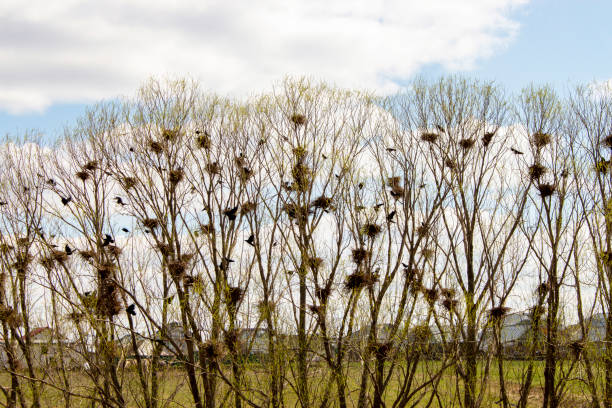 Flock Rooks Stock Photos, Pictures & Royalty-Free Images - iStock Flock Rooks Stock Photos, Pictures & Royalty-Free Images - iStock