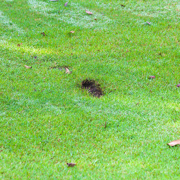 Divot Repair Stock Photos, Pictures & Royalty-Free Images - iStock Divot Repair Stock Photos, Pictures & Royalty-Free Images - iStock