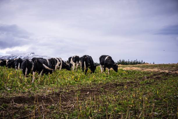Milking Cows New Zealand Stock Photos, Pictures & Royalty-Free Images ... Milking Cows New Zealand Stock Photos, Pictures & Royalty-Free Images ...