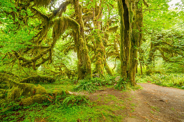 Bosque Lluvioso Del Hoh - Banco de fotos e imágenes de stock - iStock Bosque Lluvioso Del Hoh - Banco de fotos e imágenes de stock - iStock