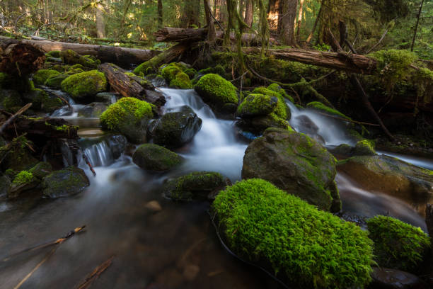 Bosque Lluvioso Del Hoh - Banco de fotos e imágenes de stock - iStock Bosque Lluvioso Del Hoh - Banco de fotos e imágenes de stock - iStock