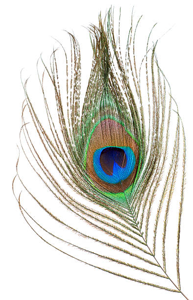 Best Single Peacock Feather Stock Photos, Pictures & Royalty-Free ... Best Single Peacock Feather Stock Photos, Pictures & Royalty-Free ...