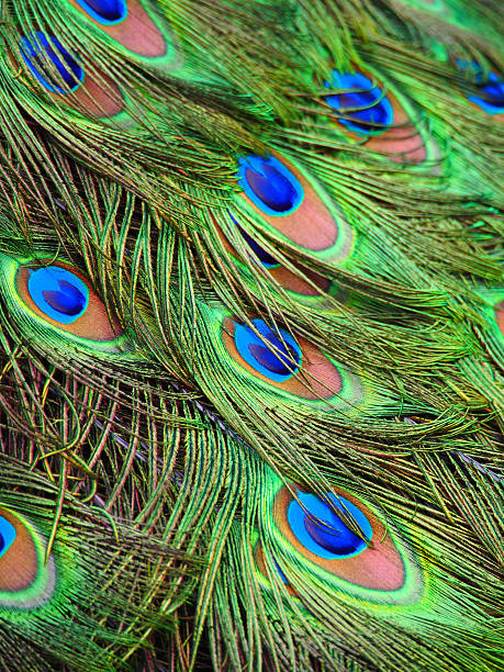 Royalty Free Single Peacock Feather Pictures, Images and Stock Photos ... Royalty Free Single Peacock Feather Pictures, Images and Stock Photos ...