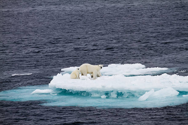 Polar Bears Climate Change Stock Photos, Pictures & Royalty-Free Images ... Polar Bears Climate Change Stock Photos, Pictures & Royalty-Free Images ...