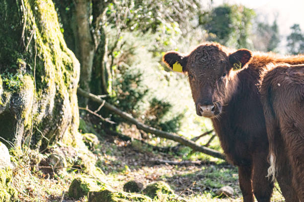 Ayrshire Rind Fotos - Bilder und Stockfotos - iStock Ayrshire Rind Fotos - Bilder und Stockfotos - iStock