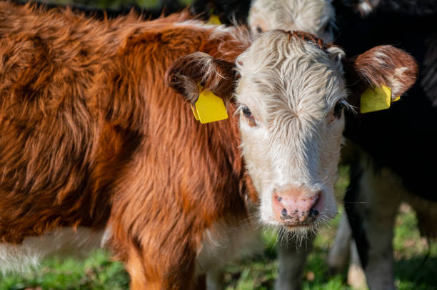 Ayrshire Rind Fotos - Bilder und Stockfotos - iStock Ayrshire Rind Fotos - Bilder und Stockfotos - iStock