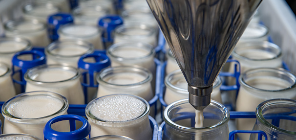Production Of Yogurt In A Farm Homemade Cows Milk Yoghurt Stock Photo ... Production Of Yogurt In A Farm Homemade Cows Milk Yoghurt Stock Photo ...