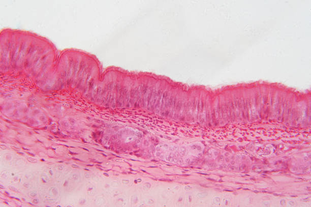 Simple Squamous Epithelium Stock Photos, Pictures & Royalty-Free Images ... Simple Squamous Epithelium Stock Photos, Pictures & Royalty-Free Images ...