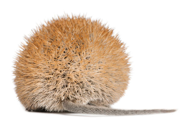 Golden Spiny Mouse Stock Photos, Pictures & Royalty-Free Images - iStock Golden Spiny Mouse Stock Photos, Pictures & Royalty-Free Images - iStock