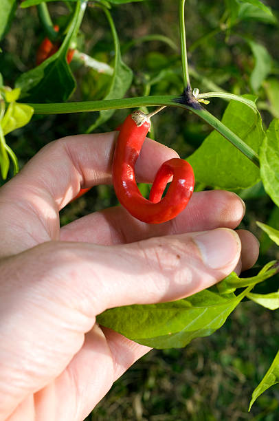 Green Finger Chillies Stock Photos, Pictures & Royalty-Free Images - iStock Green Finger Chillies Stock Photos, Pictures & Royalty-Free Images - iStock