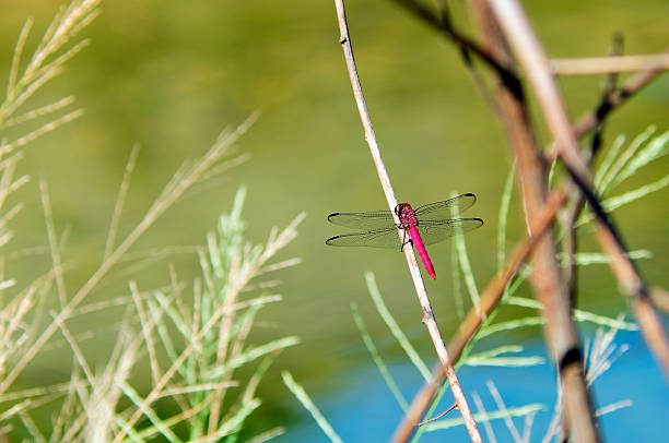 Best Darning Needle Dragonfly Stock Photos, Pictures & Royalty-Free ... Best Darning Needle Dragonfly Stock Photos, Pictures & Royalty-Free ...
