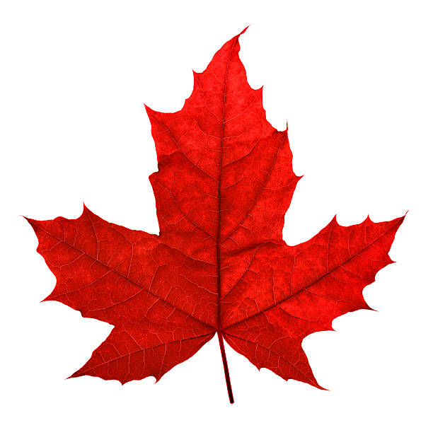 Maple Leaf Pictures, Images and Stock Photos - iStock Maple Leaf Pictures, Images and Stock Photos - iStock