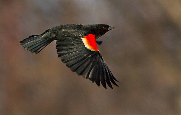 Red Winged Blackbird Stock Photos, Pictures & Royalty-Free Images - iStock Red Winged Blackbird Stock Photos, Pictures & Royalty-Free Images - iStock