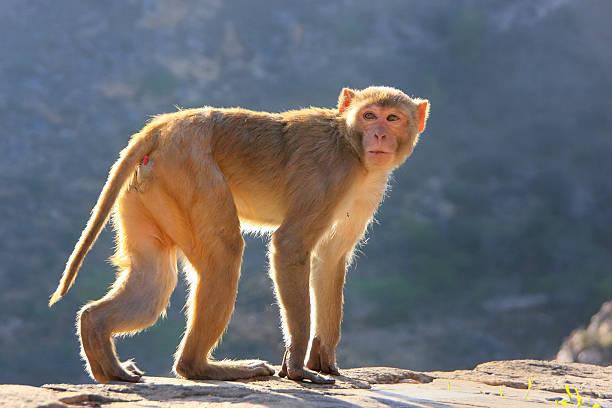 Royalty Free Rhesus Monkey Pictures, Images and Stock Photos - iStock Royalty Free Rhesus Monkey Pictures, Images and Stock Photos - iStock