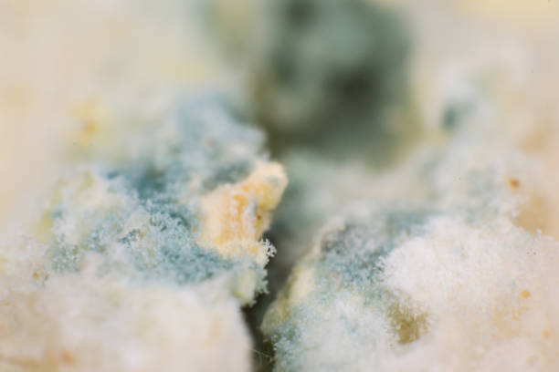 Rhizoids Stock Photos, Pictures & Royalty-Free Images - iStock Rhizoids Stock Photos, Pictures & Royalty-Free Images - iStock