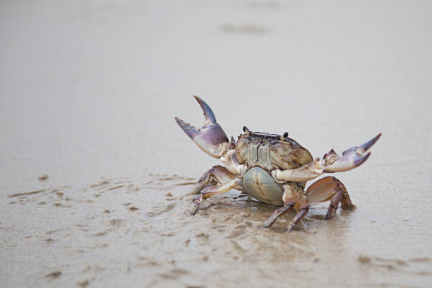 Red Crab Beach Stock Photos, Pictures & Royalty-Free Images - iStock Red Crab Beach Stock Photos, Pictures & Royalty-Free Images - iStock