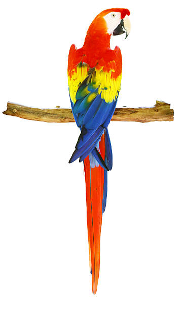 Best Scarlet Macaw Stock Photos, Pictures & Royalty-Free Images - iStock Best Scarlet Macaw Stock Photos, Pictures & Royalty-Free Images - iStock