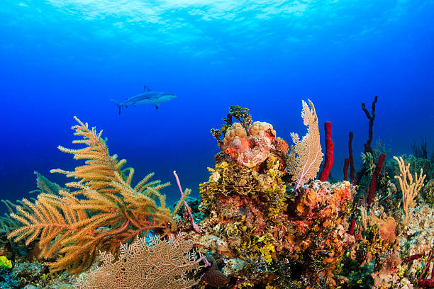 Karibischer Riffhai - Bilder und Stockfotos - iStock Karibischer Riffhai - Bilder und Stockfotos - iStock