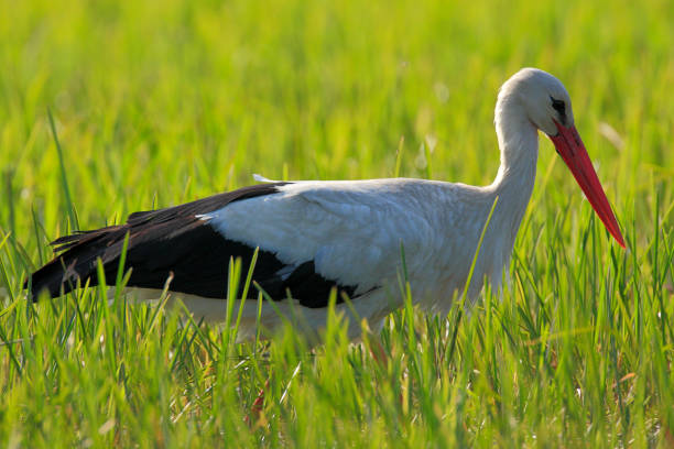 White Stork Tail Stock Photos, Pictures & Royalty-Free Images - iStock White Stork Tail Stock Photos, Pictures & Royalty-Free Images - iStock