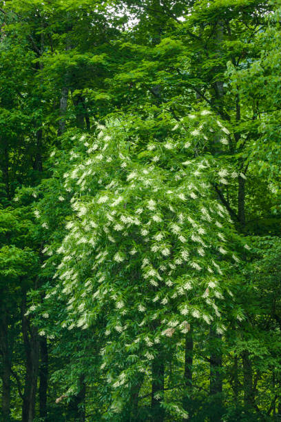 Sourwood Tree Stock Photos, Pictures & Royalty-Free Images - iStock Sourwood Tree Stock Photos, Pictures & Royalty-Free Images - iStock