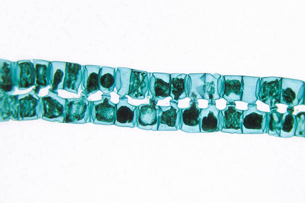 Spirogyra Stock Photos, Pictures & Royalty-Free Images - iStock Spirogyra Stock Photos, Pictures & Royalty-Free Images - iStock