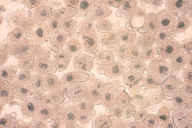 Simple Squamous Epithelium Stock Photos, Pictures & Royalty-Free Images ... Simple Squamous Epithelium Stock Photos, Pictures & Royalty-Free Images ...