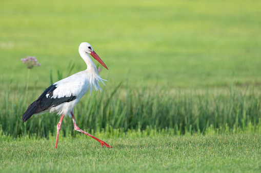 30k+ Stork Pictures | Download Free Images on Unsplash 30k+ Stork Pictures | Download Free Images on Unsplash