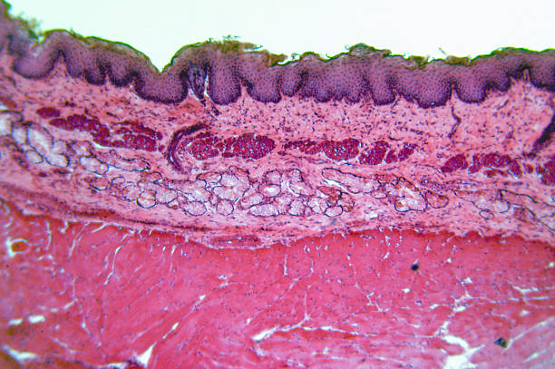 Simple Squamous Epithelium Stock Photos, Pictures & Royalty-Free Images ... Simple Squamous Epithelium Stock Photos, Pictures & Royalty-Free Images ...