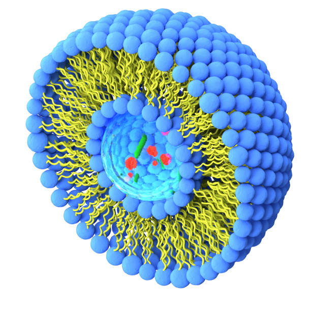 Liposome Stock Photos, Pictures & Royalty-Free Images - iStock Liposome Stock Photos, Pictures & Royalty-Free Images - iStock