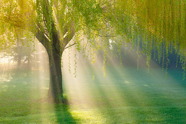 Willow Tree Pictures, Images and Stock Photos - iStock Willow Tree Pictures, Images and Stock Photos - iStock