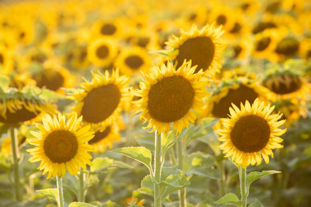 Stephen Solar Stock Photos, Pictures & Royalty-Free Images - iStock Stephen Solar Stock Photos, Pictures & Royalty-Free Images - iStock