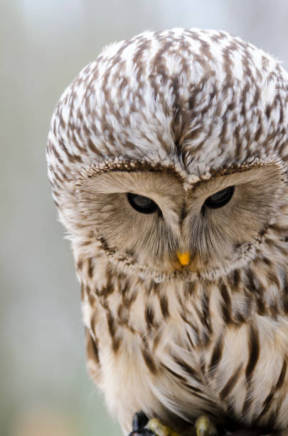Cute Tawny Owl Stock Photos, Pictures & Royalty-Free Images - iStock Cute Tawny Owl Stock Photos, Pictures & Royalty-Free Images - iStock