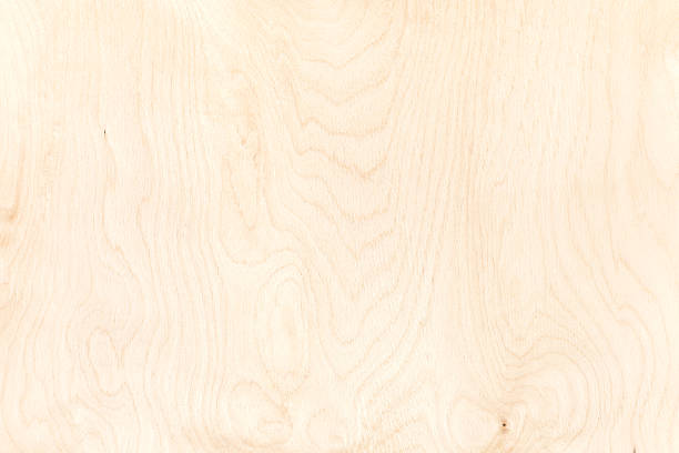 Royalty Free Birch Tree Pictures, Images and Stock Photos - iStock Royalty Free Birch Tree Pictures, Images and Stock Photos - iStock