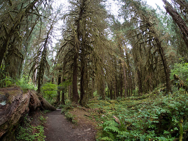 Bosque Lluvioso Del Hoh - Banco de fotos e imágenes de stock - iStock Bosque Lluvioso Del Hoh - Banco de fotos e imágenes de stock - iStock