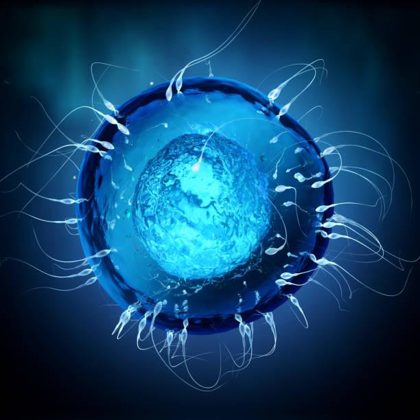 Best Human Sperm Stock Photos, Pictures & Royalty-Free Images - iStock Best Human Sperm Stock Photos, Pictures & Royalty-Free Images - iStock