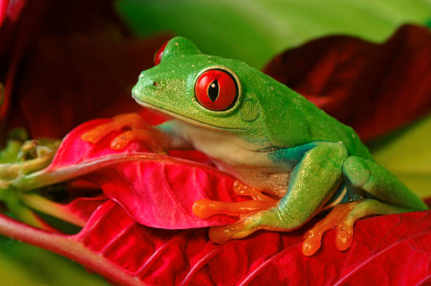 Best Frog Jumping Stock Photos, Pictures & Royalty-Free Images - iStock Best Frog Jumping Stock Photos, Pictures & Royalty-Free Images - iStock