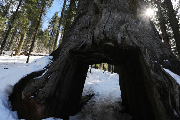 Redwood Tree Tunnel Stock Photos, Pictures & Royalty-Free Images - iStock Redwood Tree Tunnel Stock Photos, Pictures & Royalty-Free Images - iStock