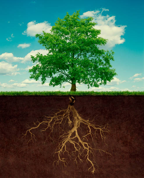 Oak Tree Roots Stock Photos, Pictures & Royalty-Free Images - iStock Oak Tree Roots Stock Photos, Pictures & Royalty-Free Images - iStock