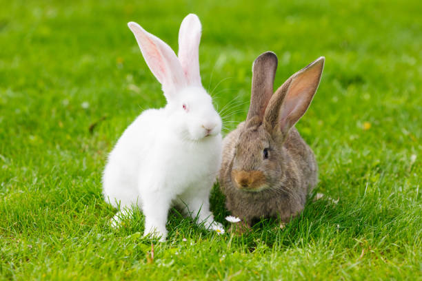 Two Rabbits Stock Photos, Pictures & Royalty-Free Images - iStock Two Rabbits Stock Photos, Pictures & Royalty-Free Images - iStock