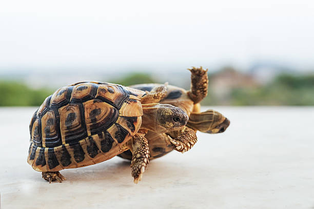 Best Turtle Upside Down Stock Photos, Pictures & Royalty-Free Images ... Best Turtle Upside Down Stock Photos, Pictures & Royalty-Free Images ...